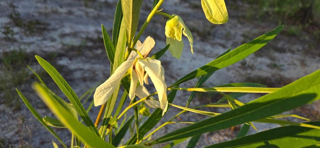 Florida Native Seeds