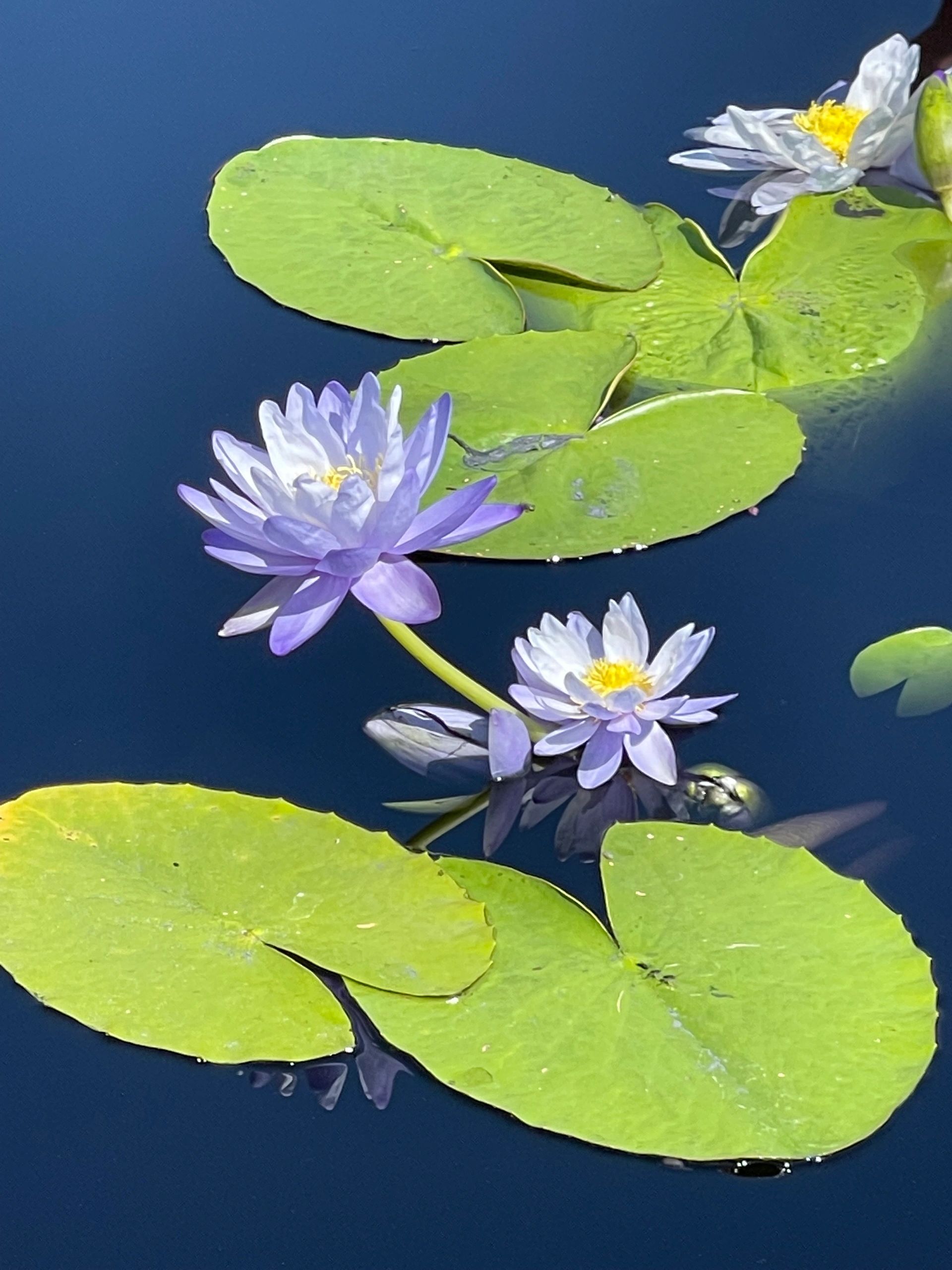 About | Indigo Coaching Services