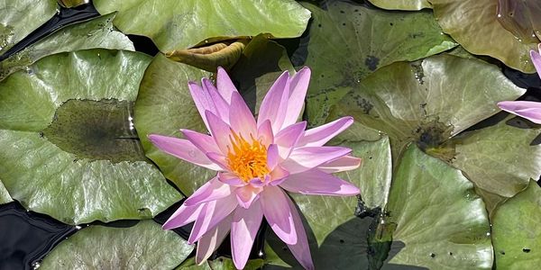 Indigo Coaching Services