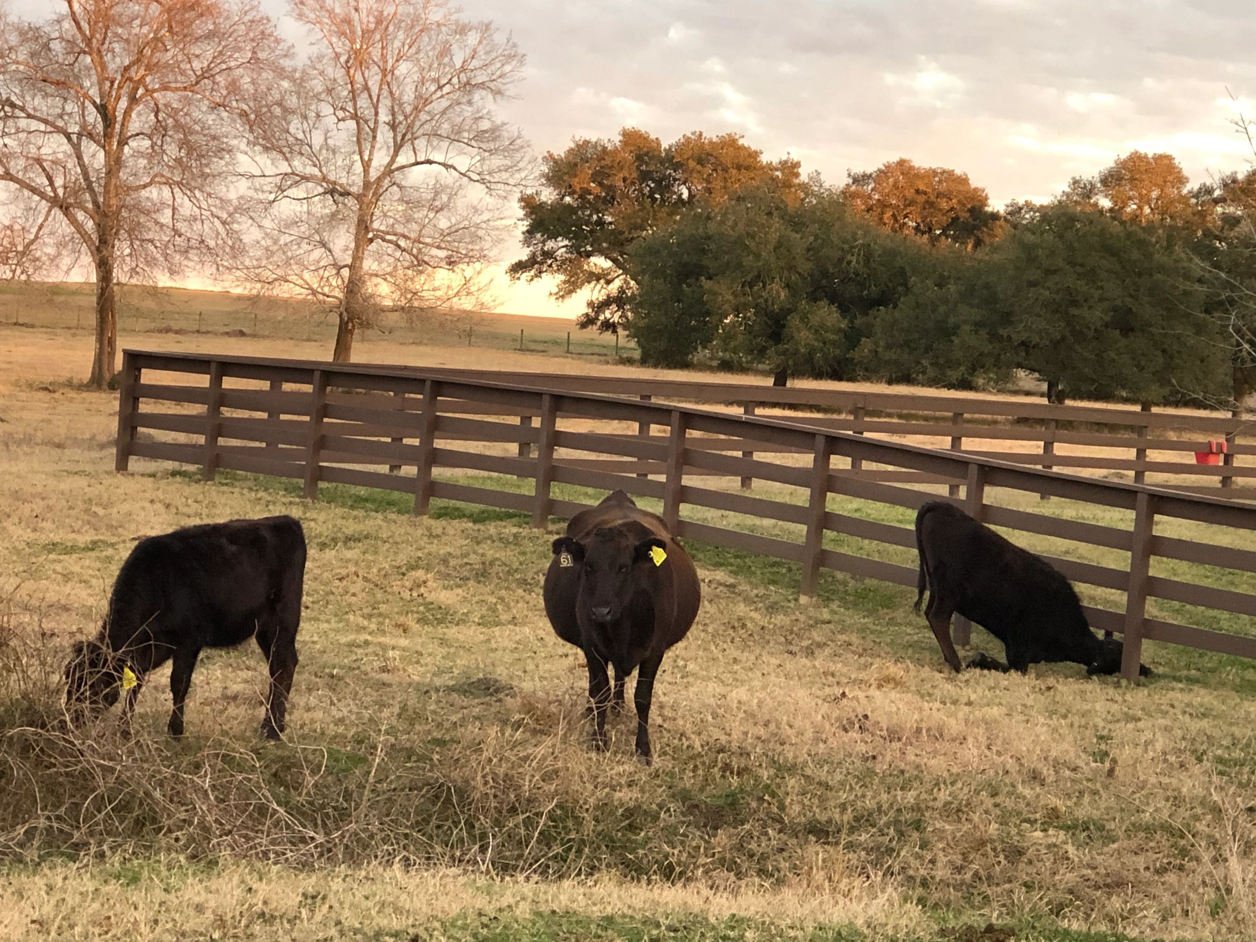 Welcome to the Ranch Ladies