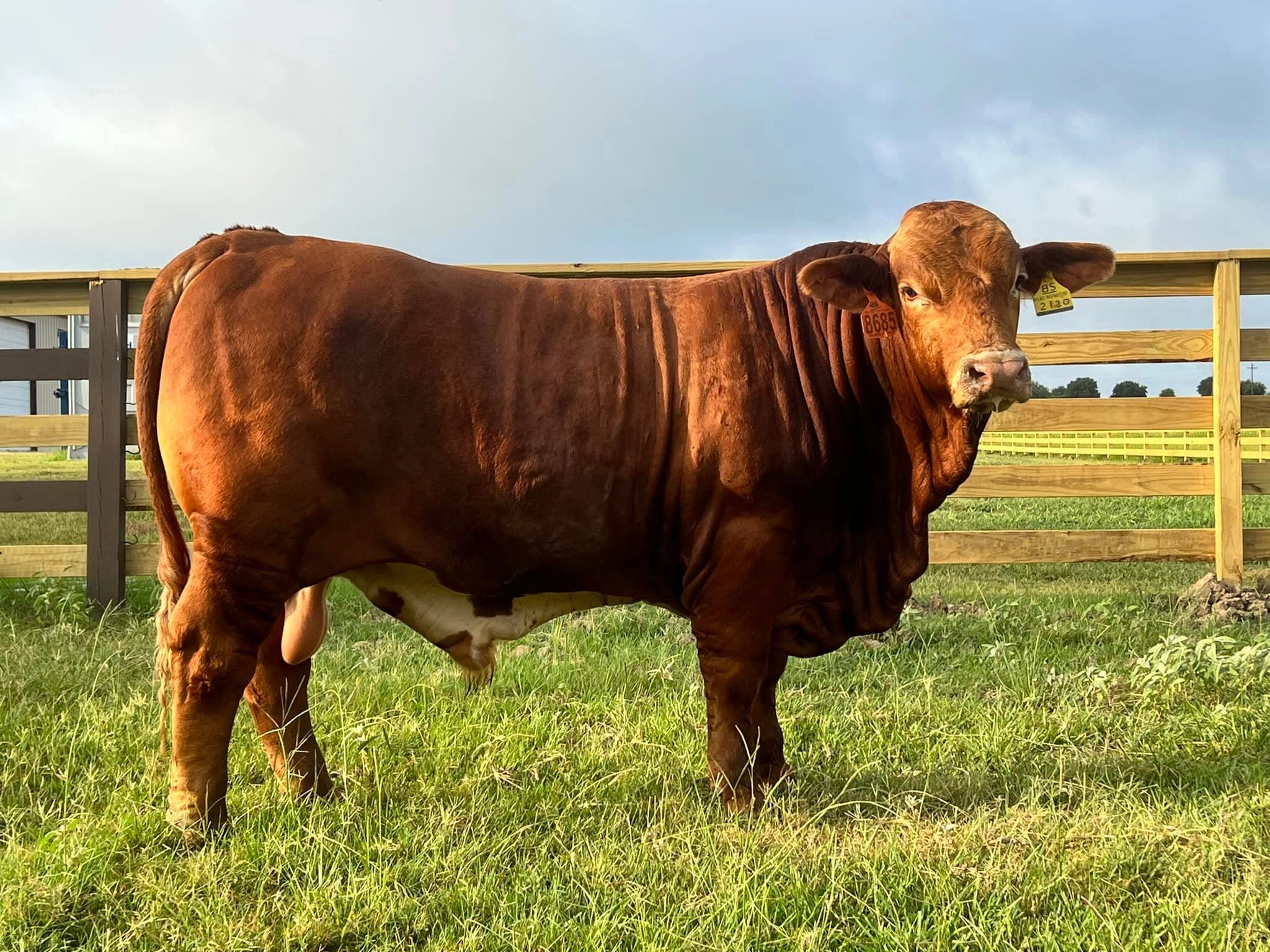 Red Hills BeefMasters