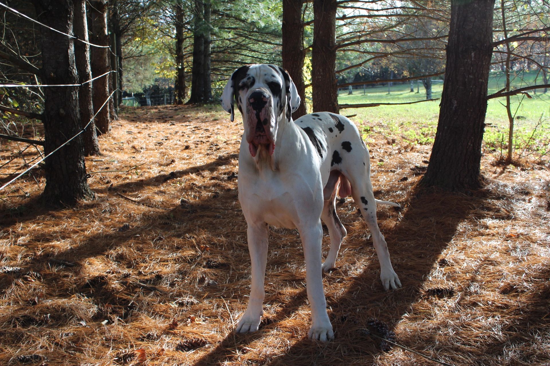 Field of Dream Danes