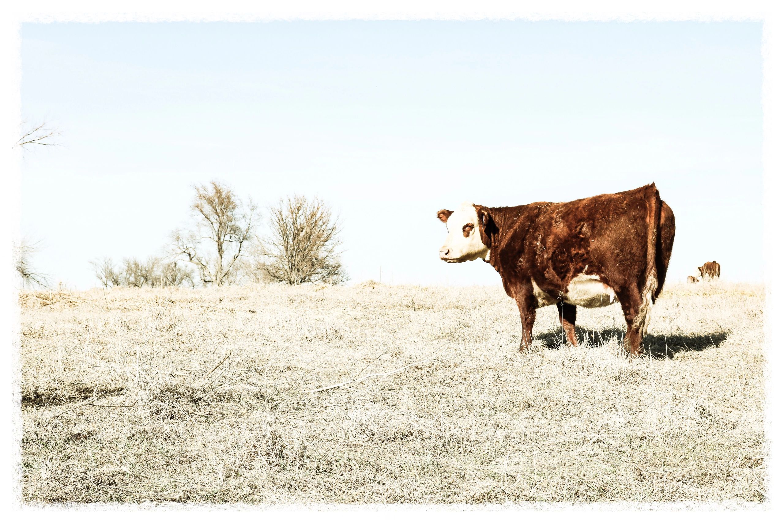 Section 16 Cattle Co