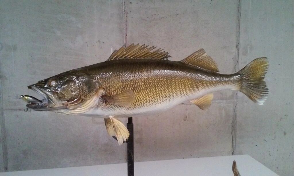 Western Walleye Series