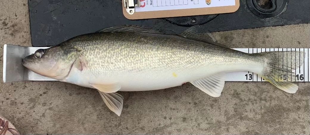 American Fishing Club