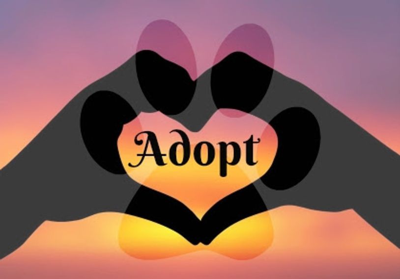 Our Adoptables | Onangelswingspets