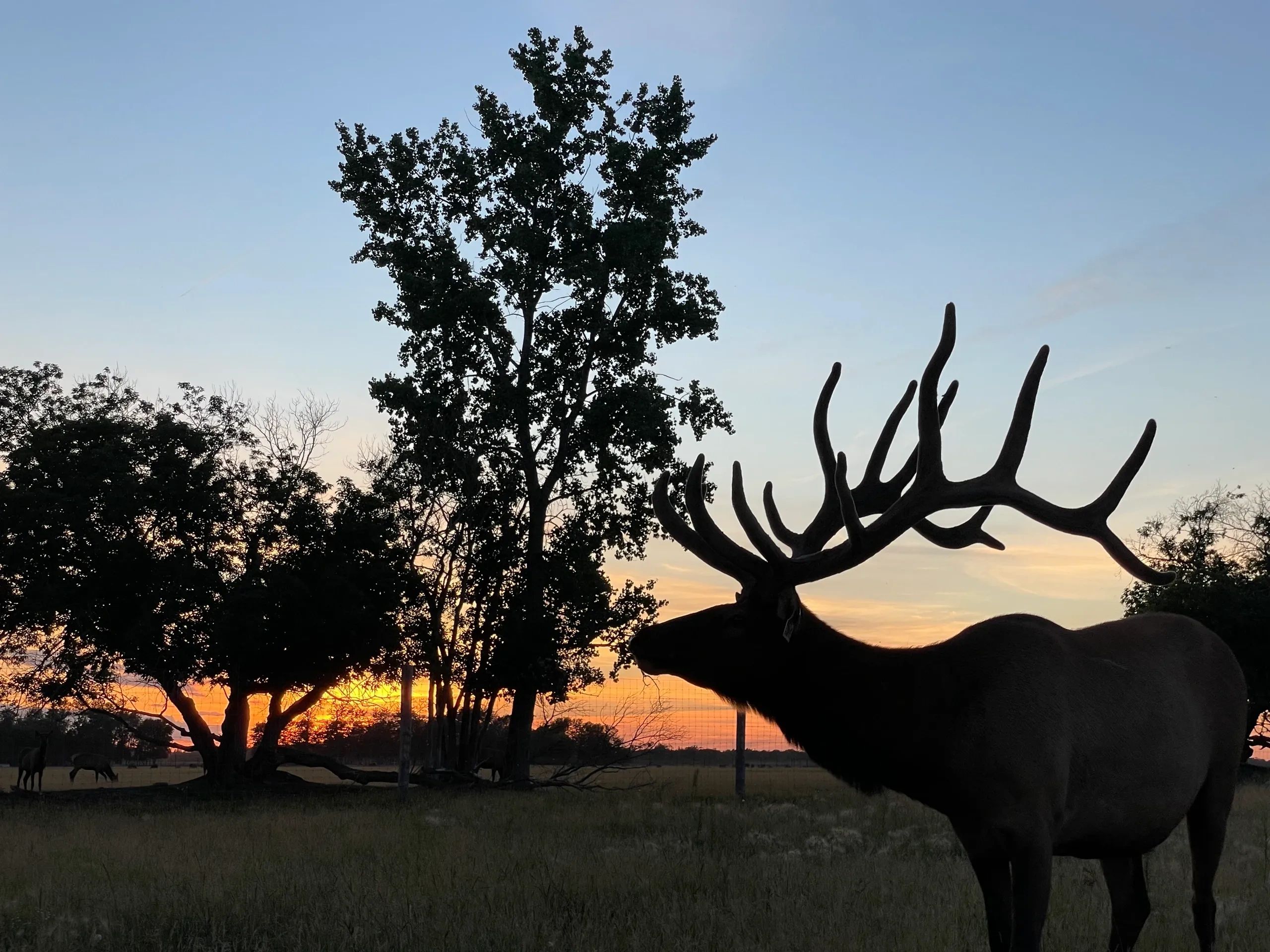 Stonewood Elk Ranch Ltd.