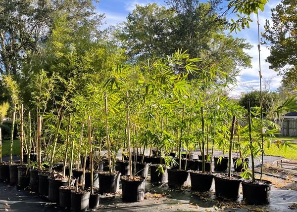 About Us | Fat Grass Bamboo Nursery in Orange Park, Florida