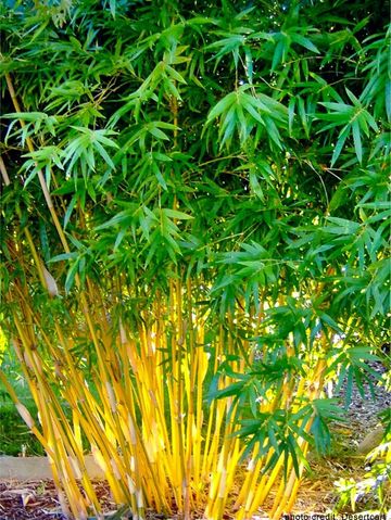 Bamboo Plants for Sale | Fat Grass Bamboo Nursery