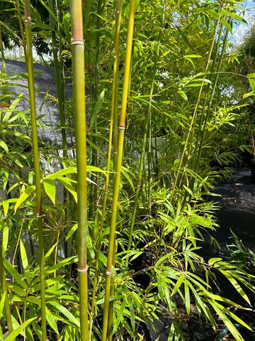 Bamboo Plants for Sale | Fat Grass Bamboo Nursery