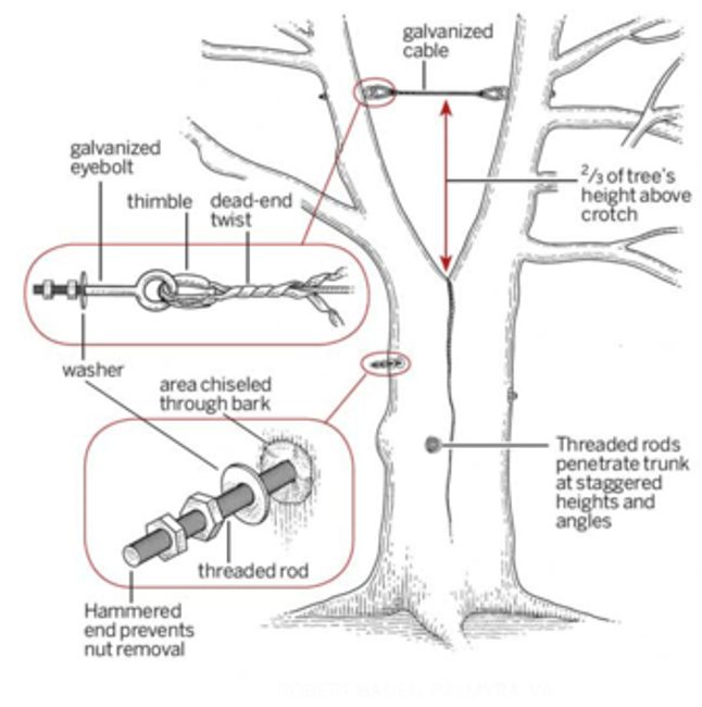 Tree Cabling & Bracing | American Tree Experts, Inc.