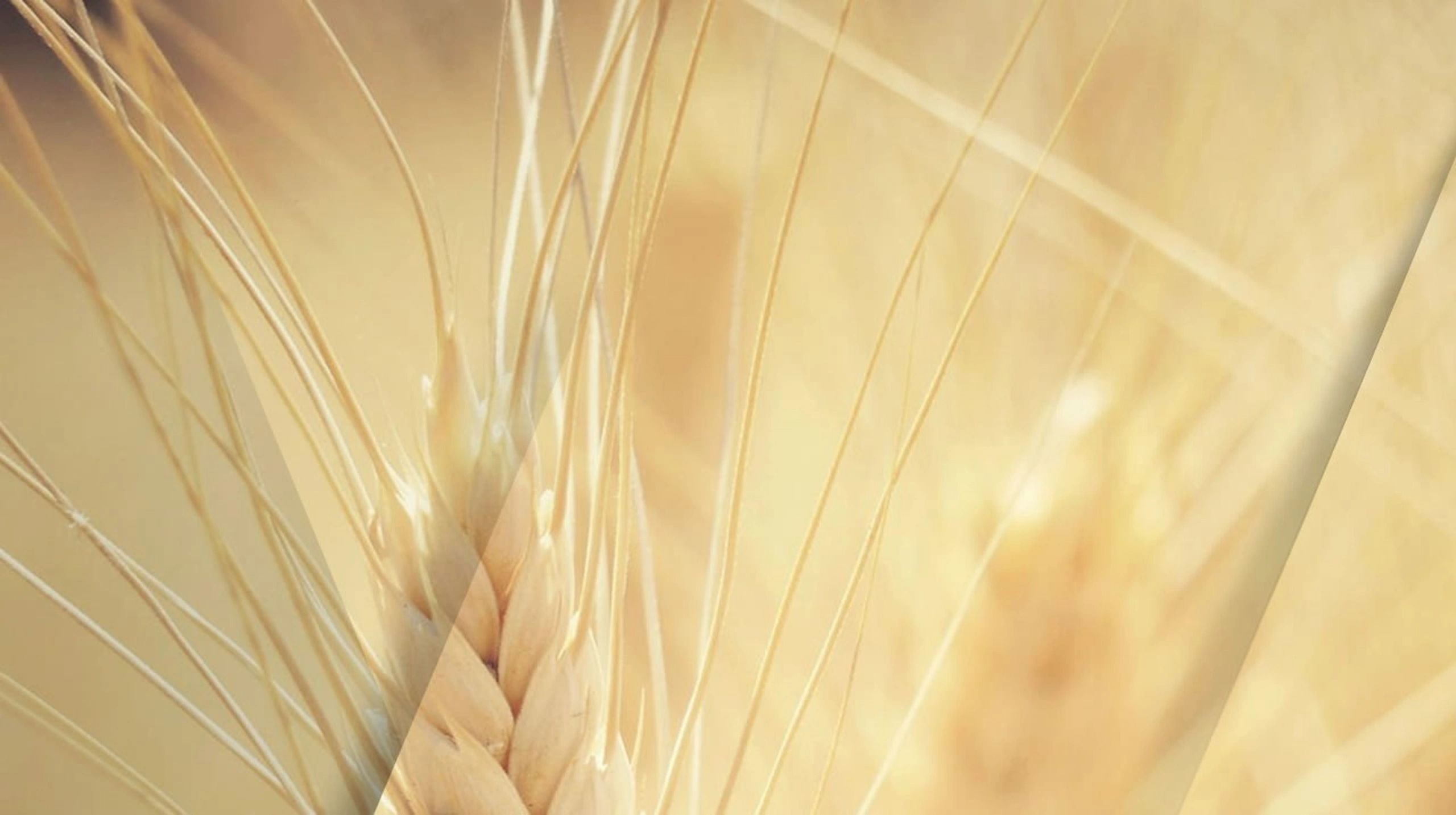 Octagon Asset Management, LLC