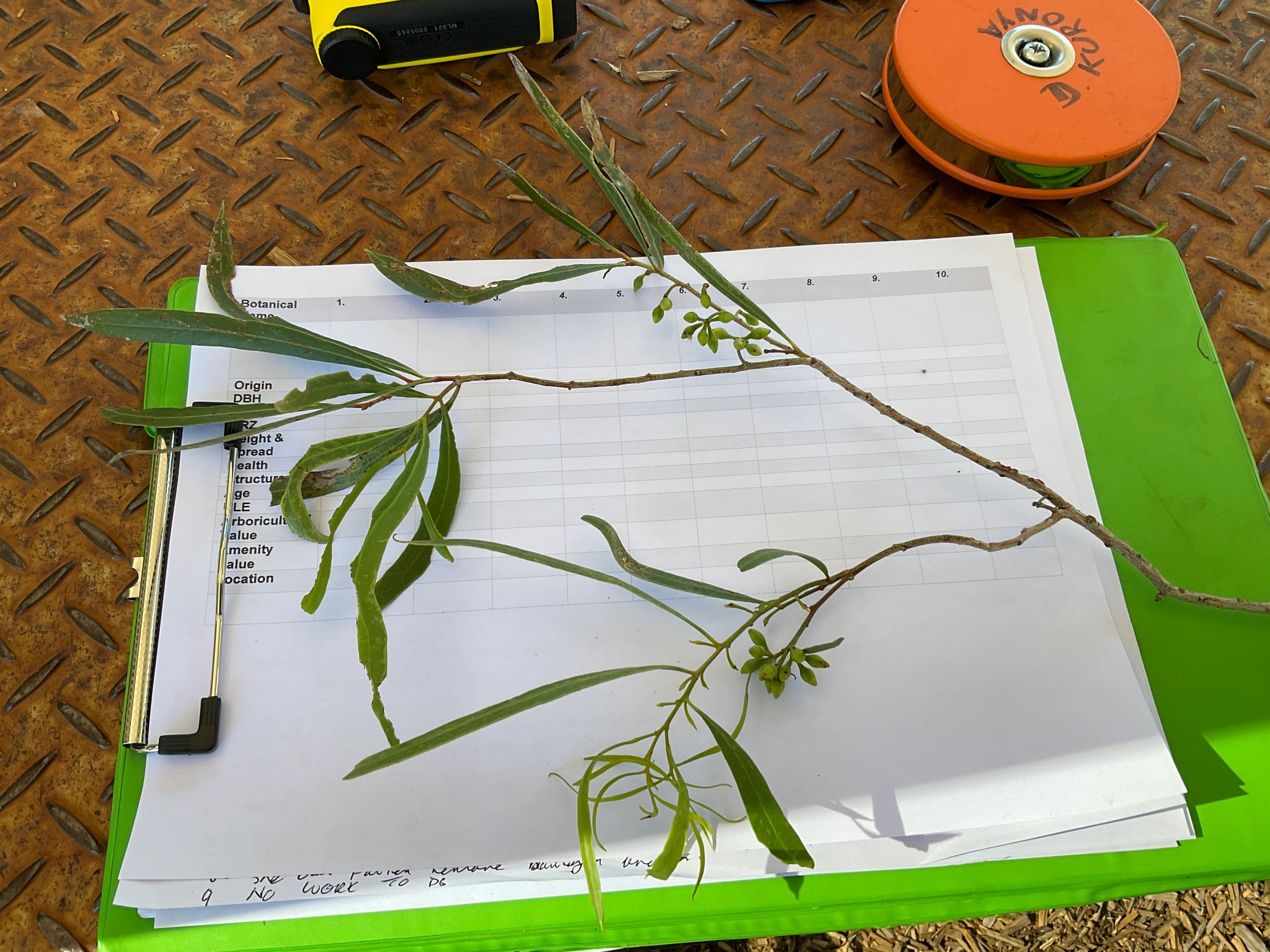 Home - Consulting Arborist Service - DK Tree Care