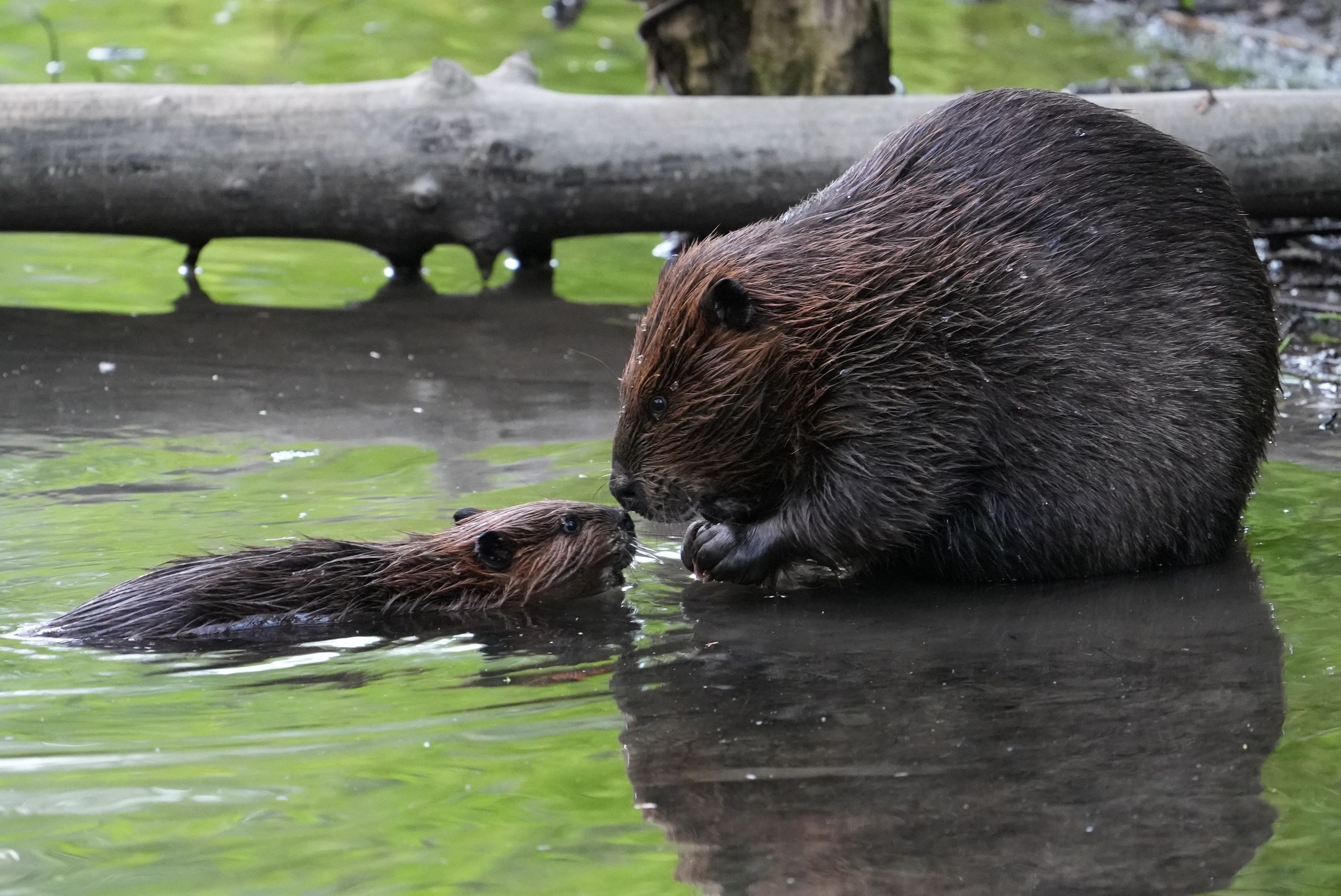Understanding Beaver Ecology and Its Importance