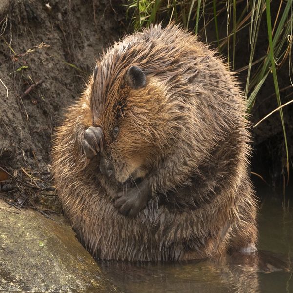 Beavers Eyesight and Color at Night Cameras