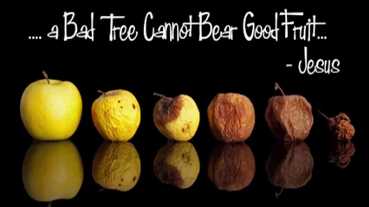 Every Tree is Known By Its Own Fruit: 8th Sunday in Ordinary Time