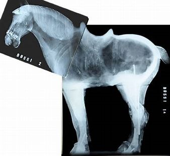 Equine Health: The Importance of Digital X-Ray in Equine Medicine