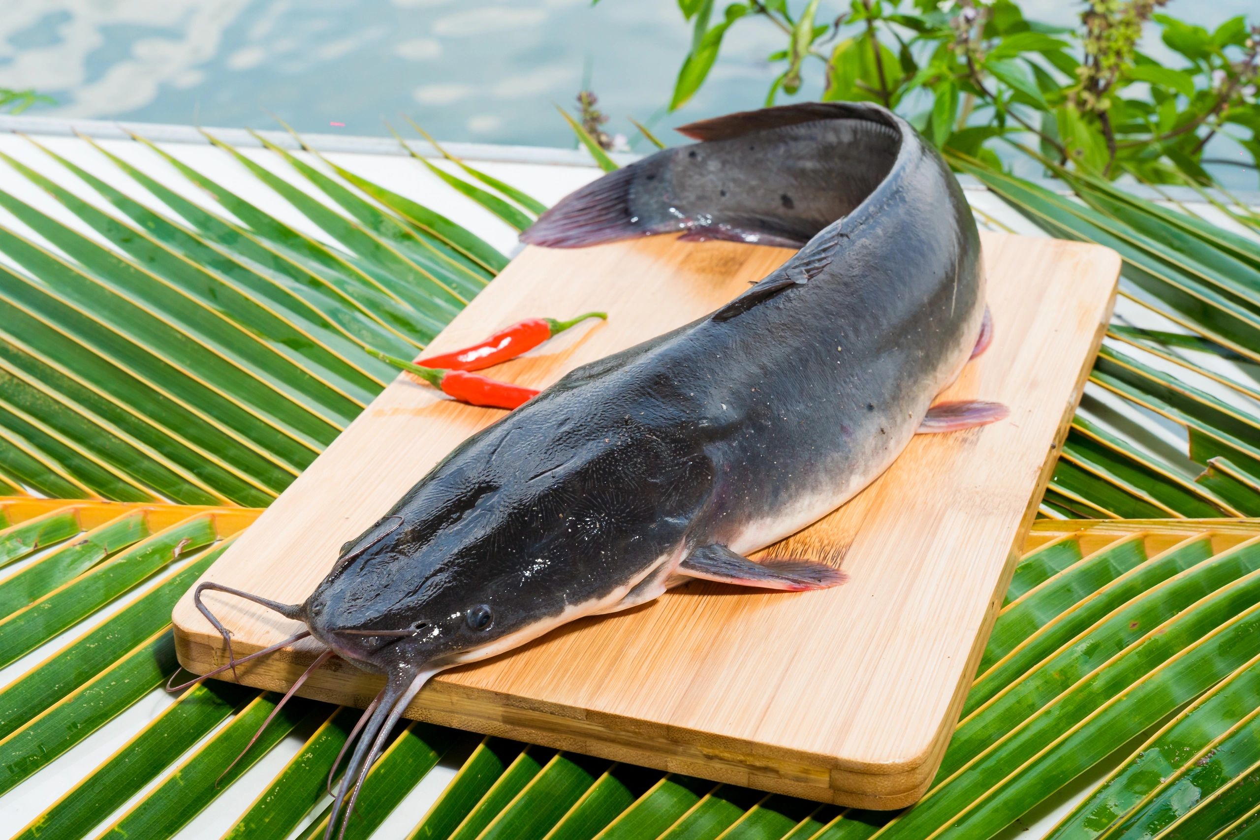 Premium Seafood | Fresh Fish & Quality Seafood at Sobico USA
