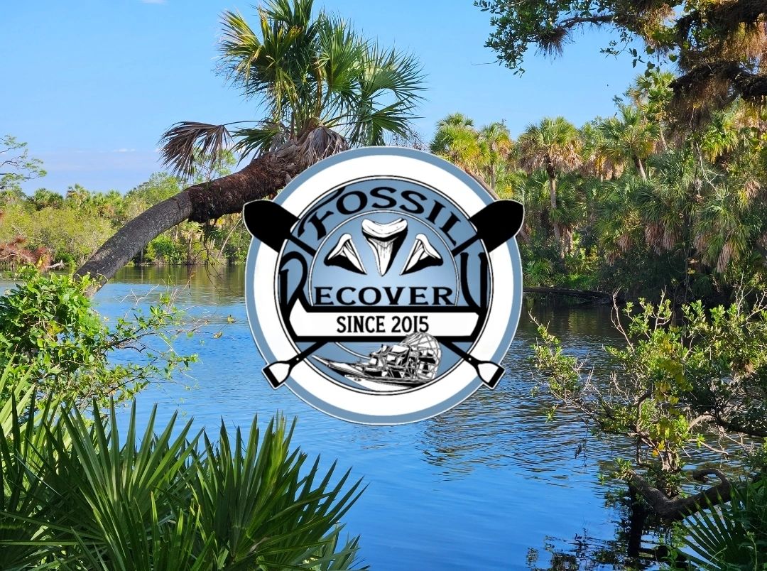 Fossil Hunting Guide Peace River Airboat Swamp Buggy Shark Teeth ...