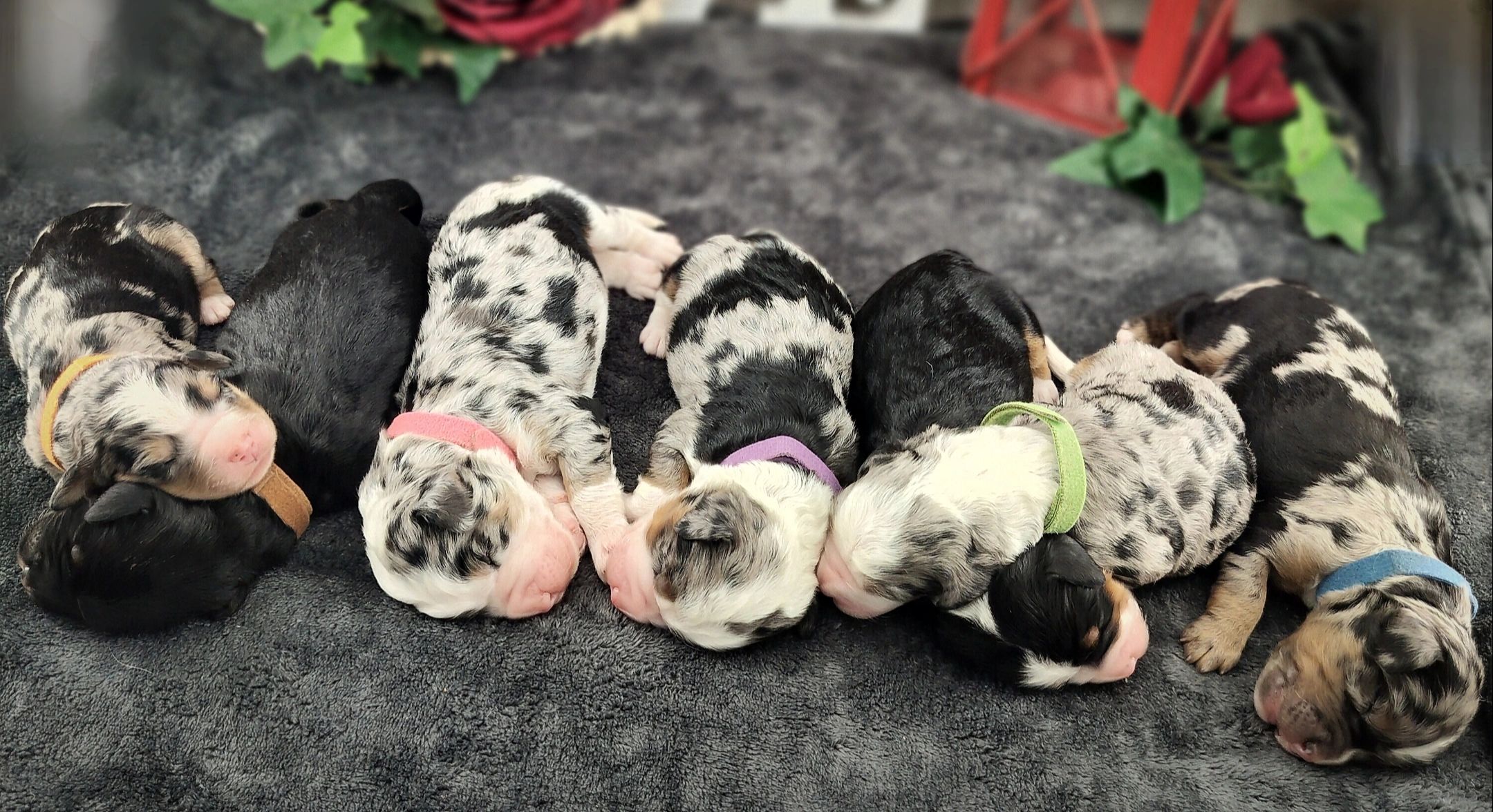 AVAILABLE PUPPIES