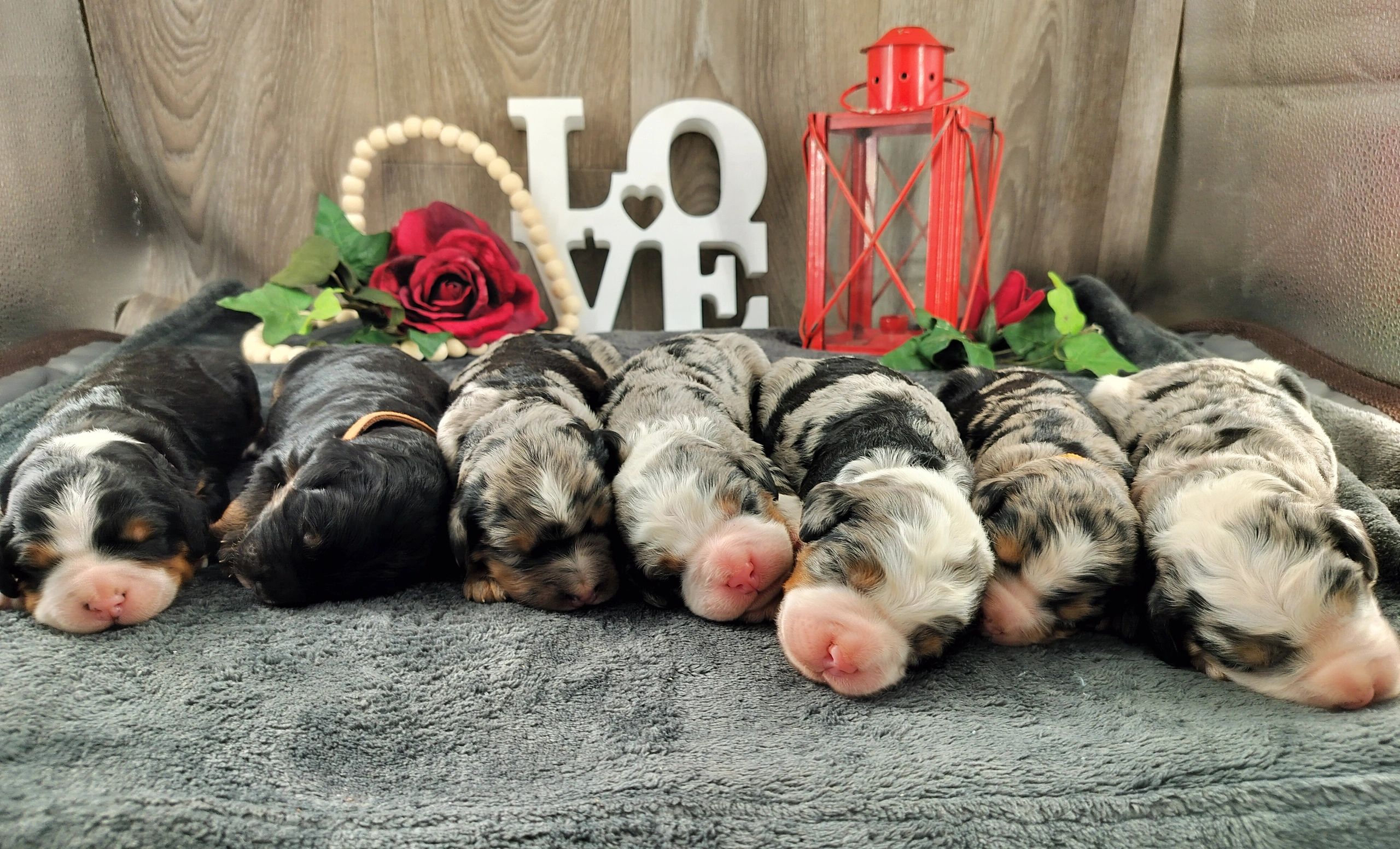 AVAILABLE PUPPIES