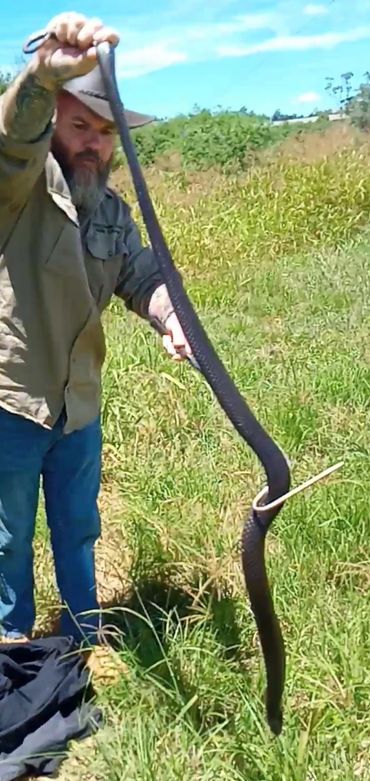SNAPPY SNAKE CATCHER REPTILE RELOCATOR