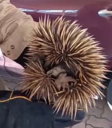 SNAPPY SNAKE CATCHER REPTILE RELOCATOR