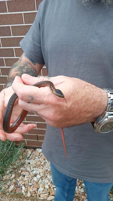 SNAPPY SNAKE CATCHER REPTILE RELOCATOR
