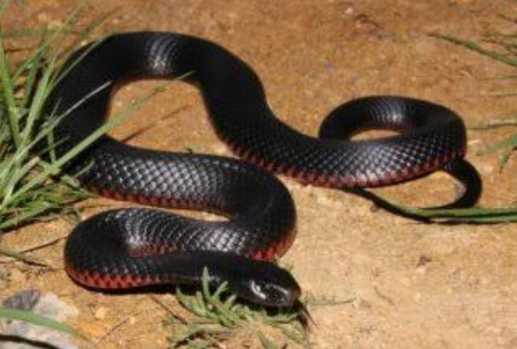 Snake Catcher - Toowoomba, Queensland