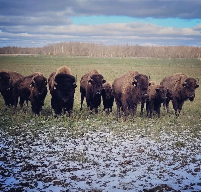 Northwind Bison - Bison Meat, Grass Fed, Ontario