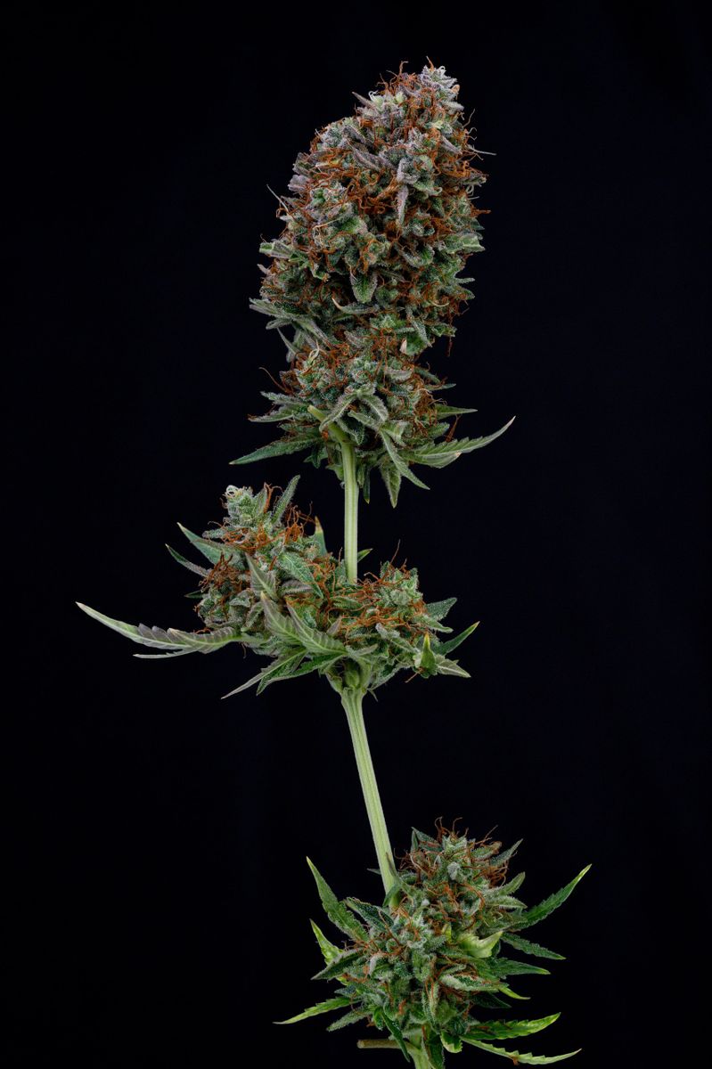 Trainwreck - Autoflower