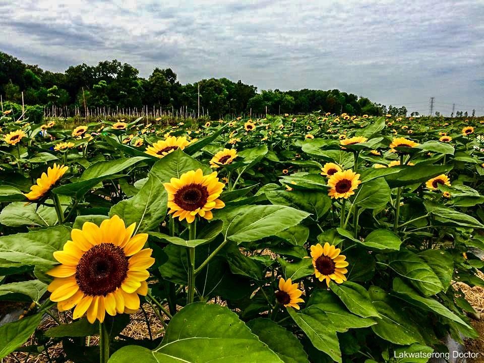 THE AMAZING SUNFLOWER FARM AT TAYUG ECOPARK IN PANGASINAN