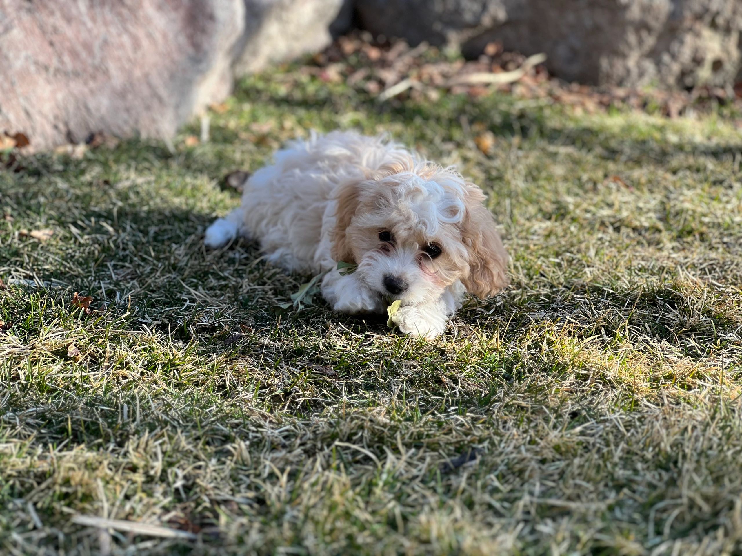 What Is An F1 Cavachon