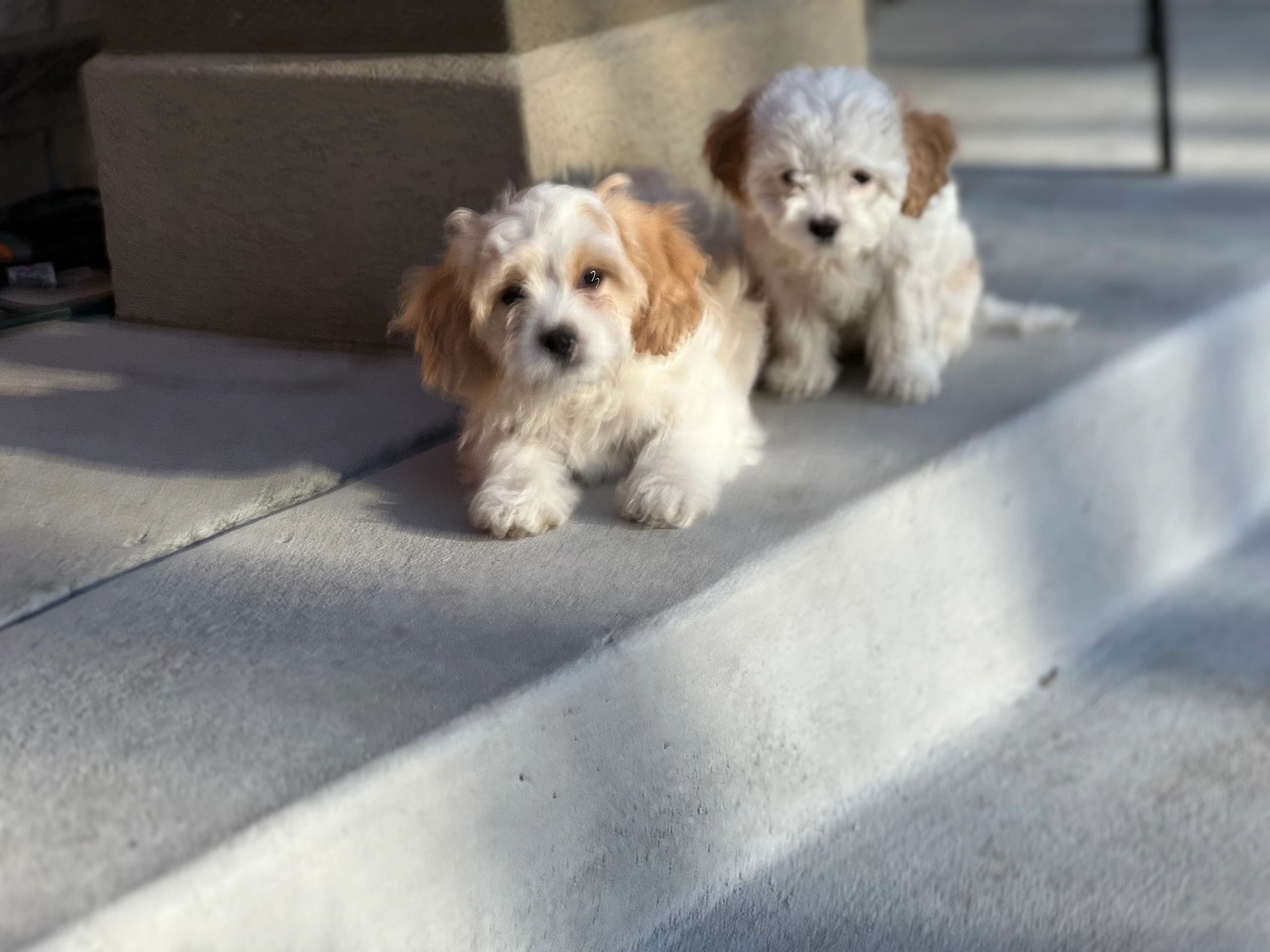 What Is An F1 Cavachon