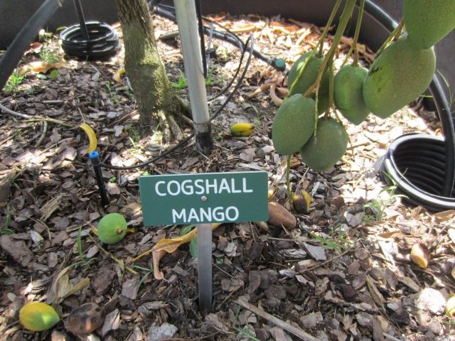 Custom Sign Plants, Hanging Signs for Plants, Different Varieties of ...