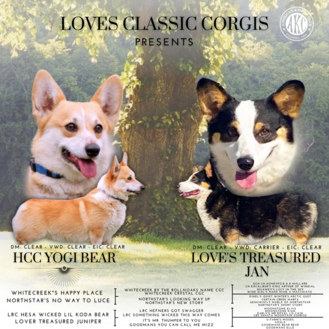 Available Puppies | Loves Classic Corgis