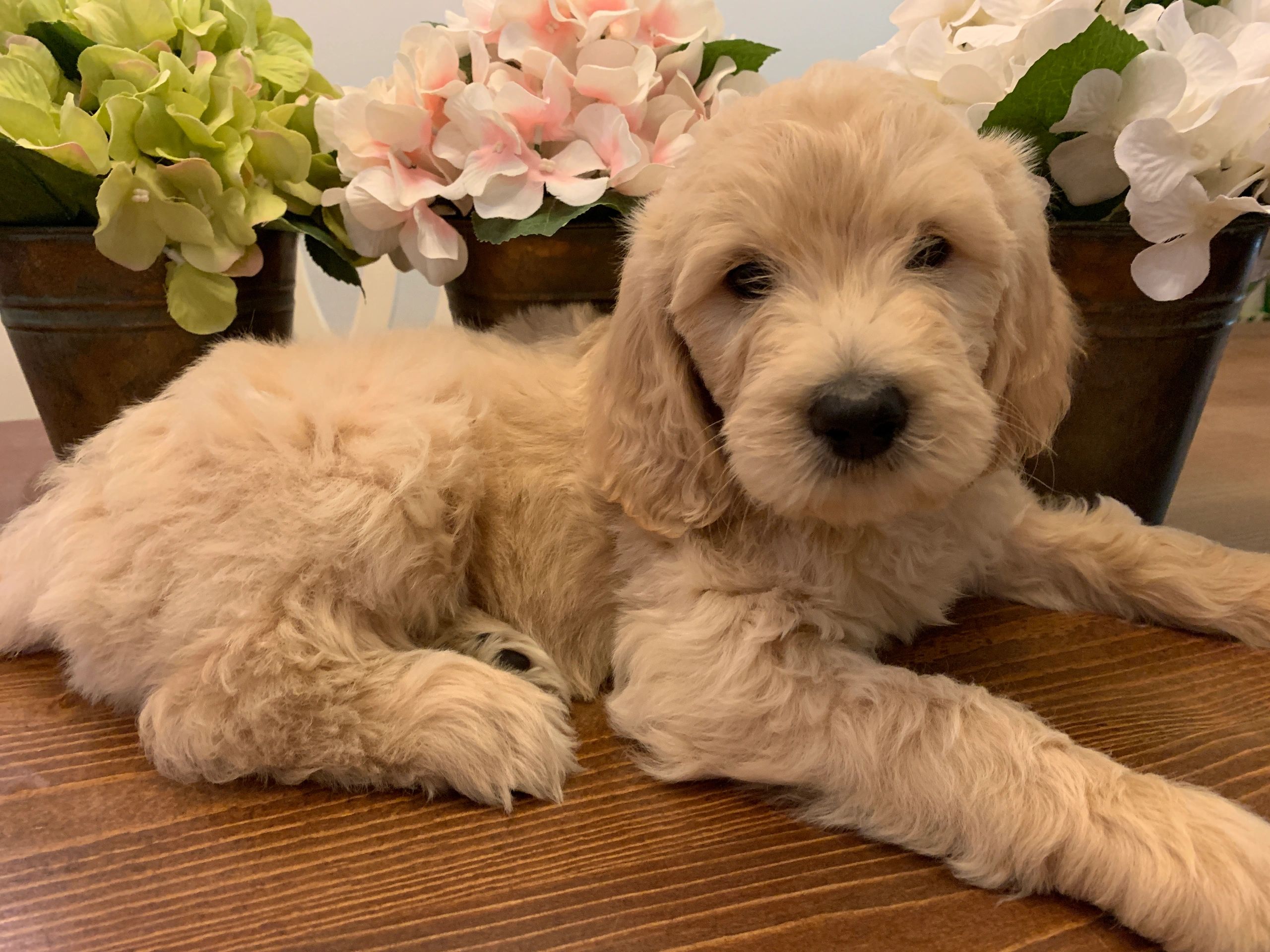 Pricing | Goldendoodles of The Woodlands