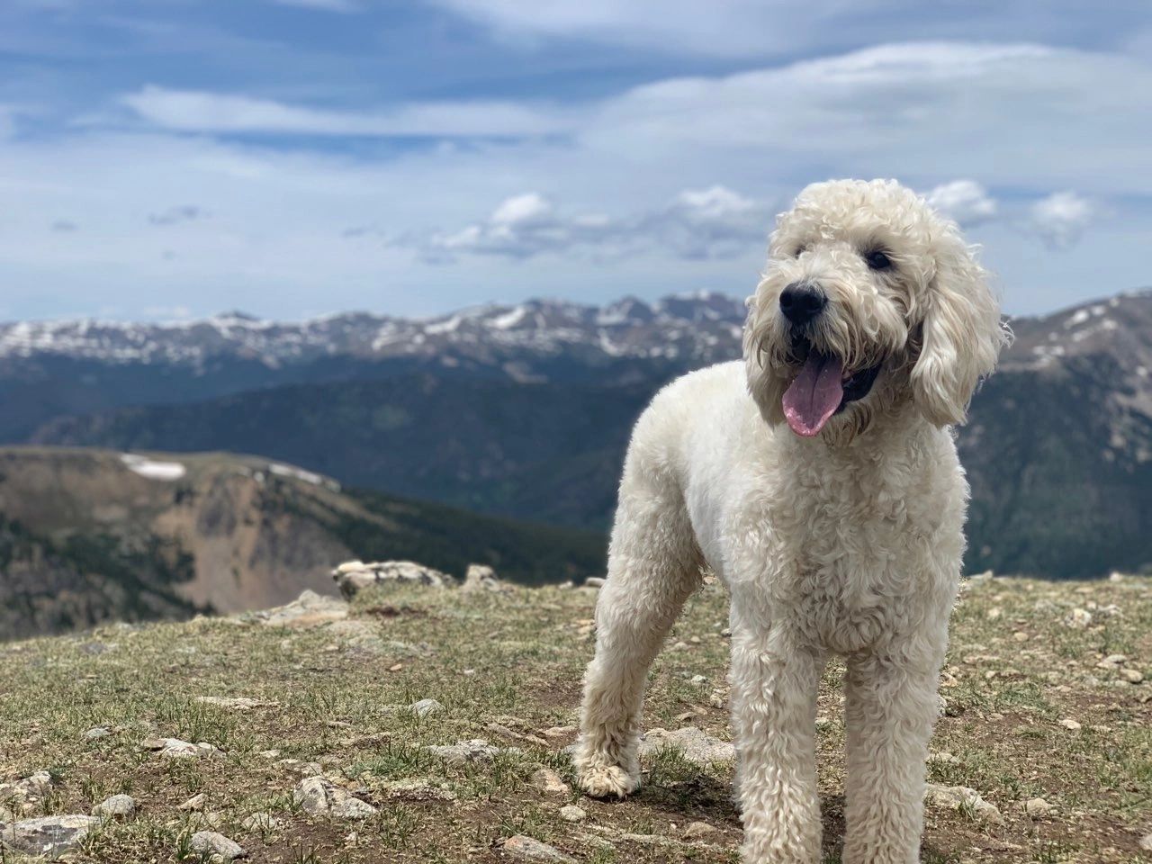 Pricing | Goldendoodles of The Woodlands