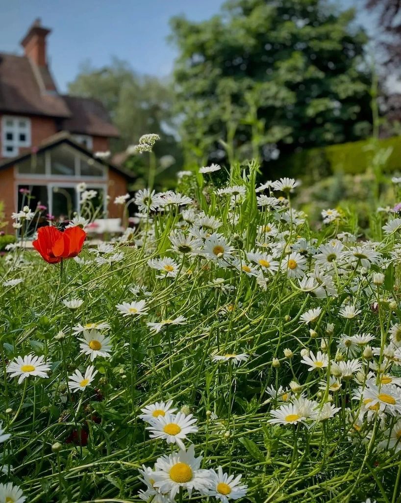 Garden Designer in Wokingham, Berkshire | Botania Garden Design