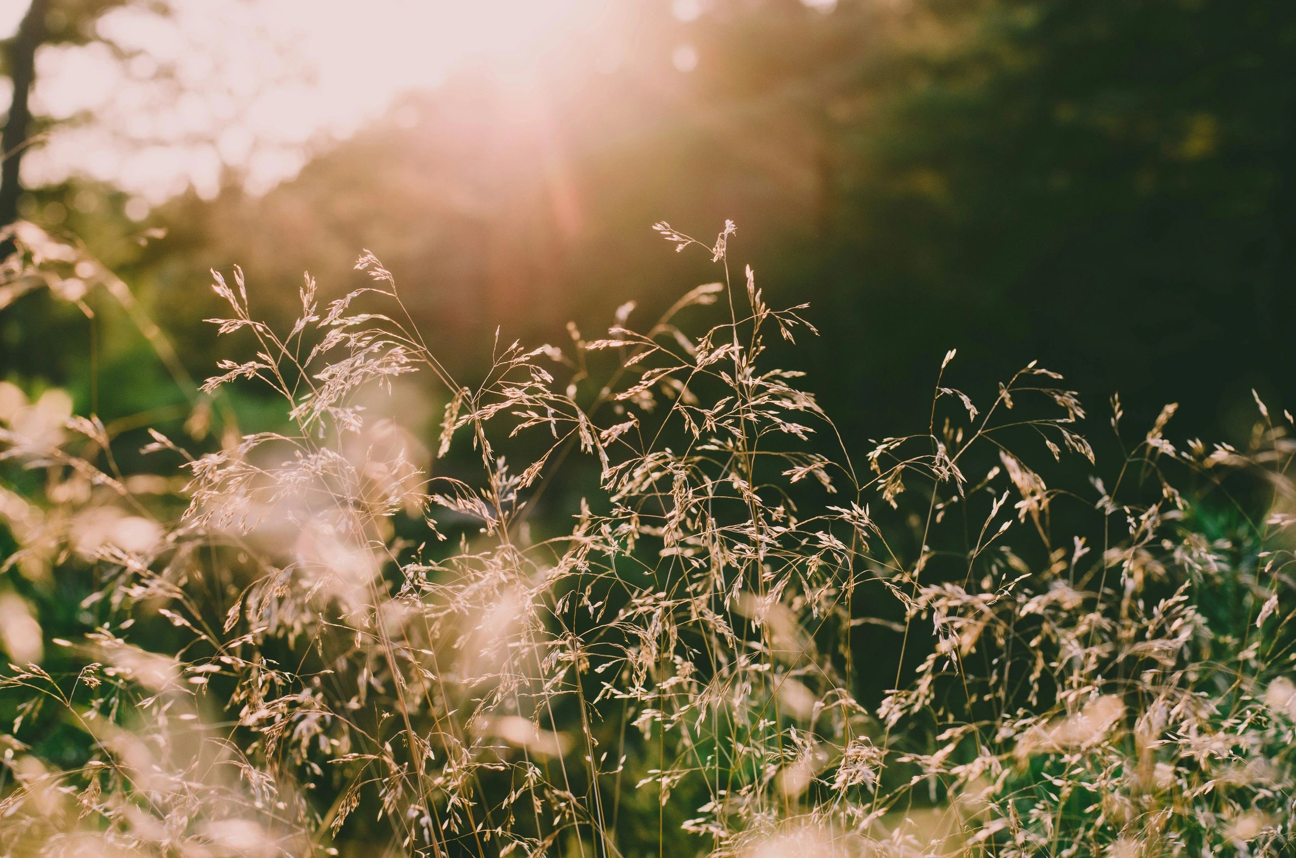 Designing Gardens That Shape Experiences