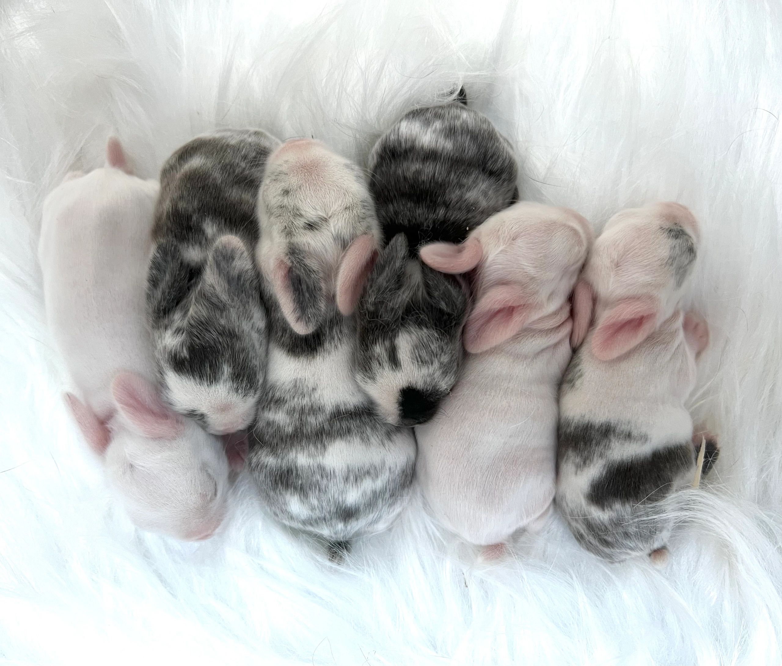 Post Oak Rabbitry - Home