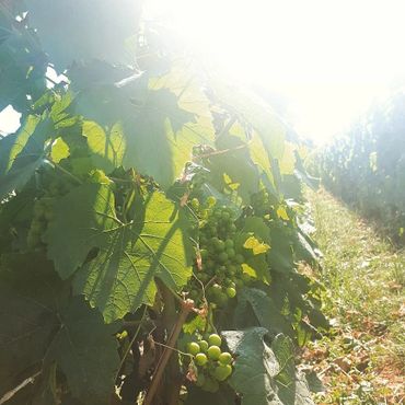 Paysan - Wine Bar - Chester, England