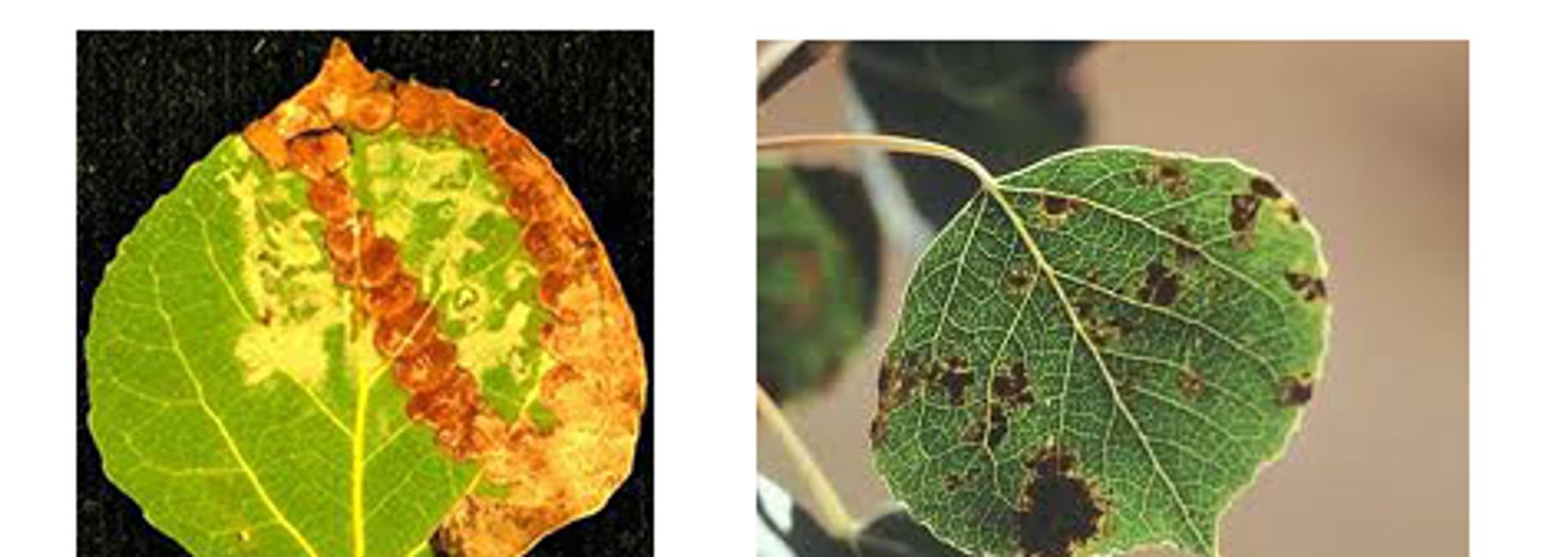 Disease and Pest Control | Aspenwall Tree Service, Inc.