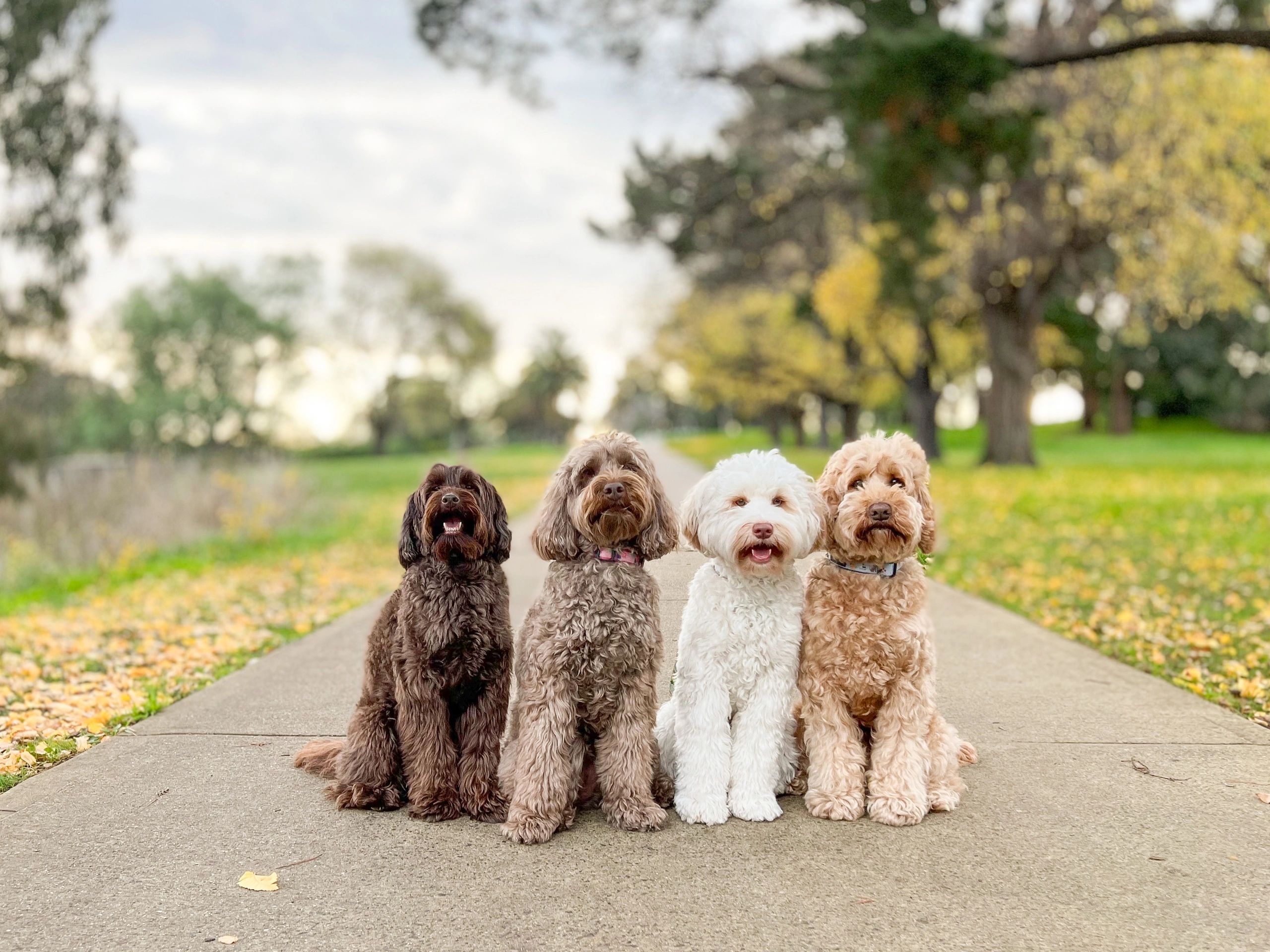 Silverleaves Labradoodles | Small-scale Australian labradoodle breeder