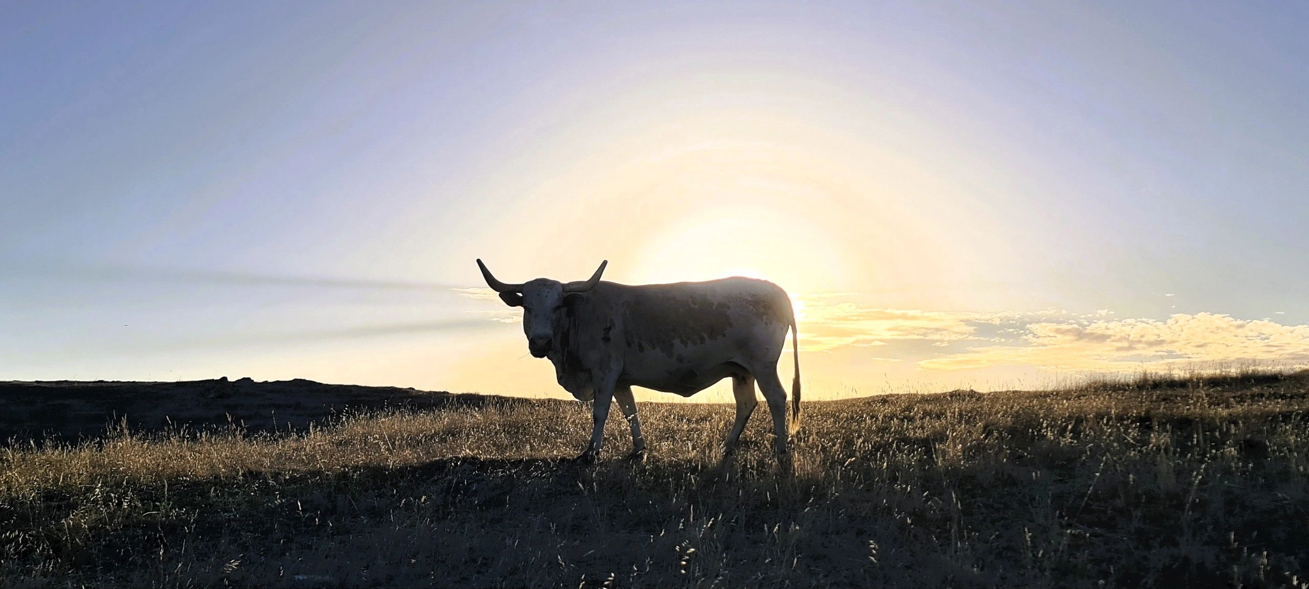 Quality Nguni Cattle from Trusted Nguni Breeders in Australia