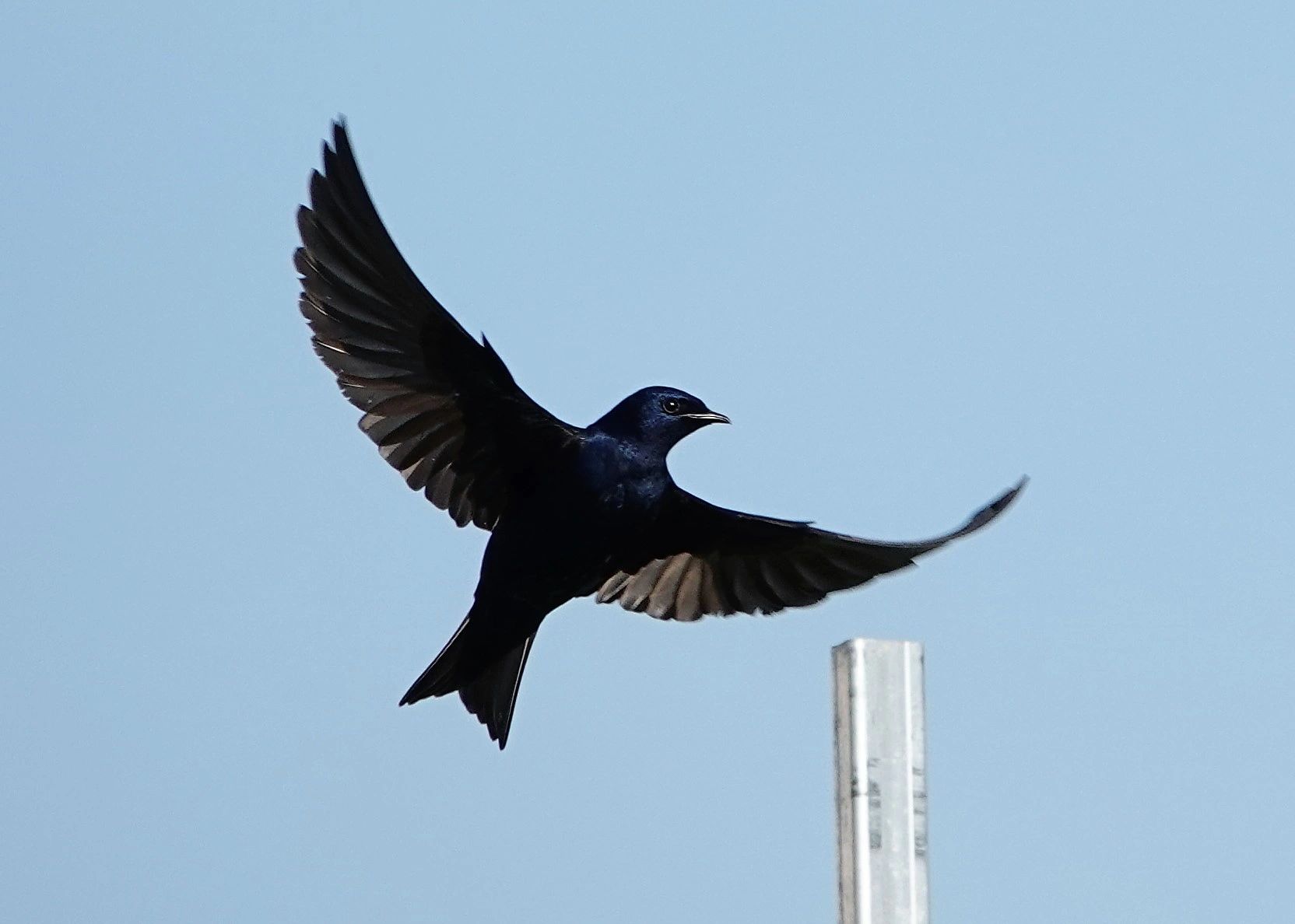 Purple Martin Conservation Initiative - Home