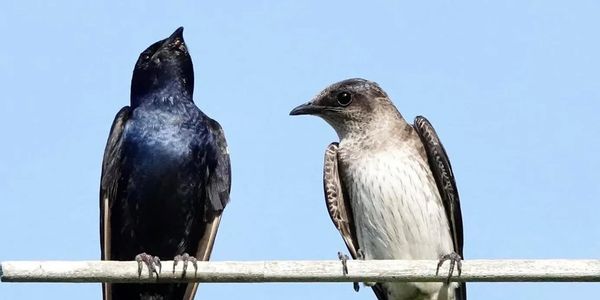 Purple Martins
