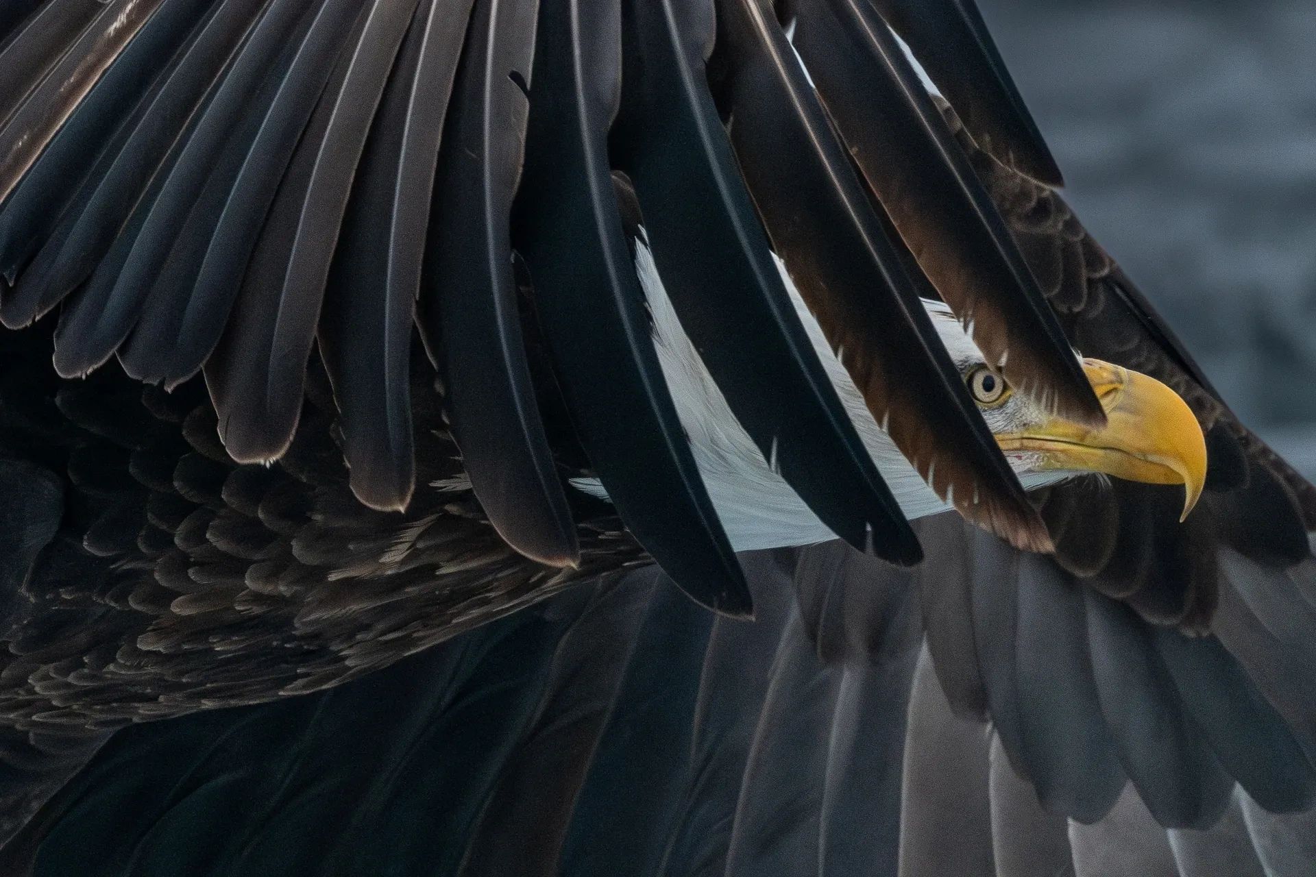 Wildlife Pictures for Sale | Colleen Pollack Photography