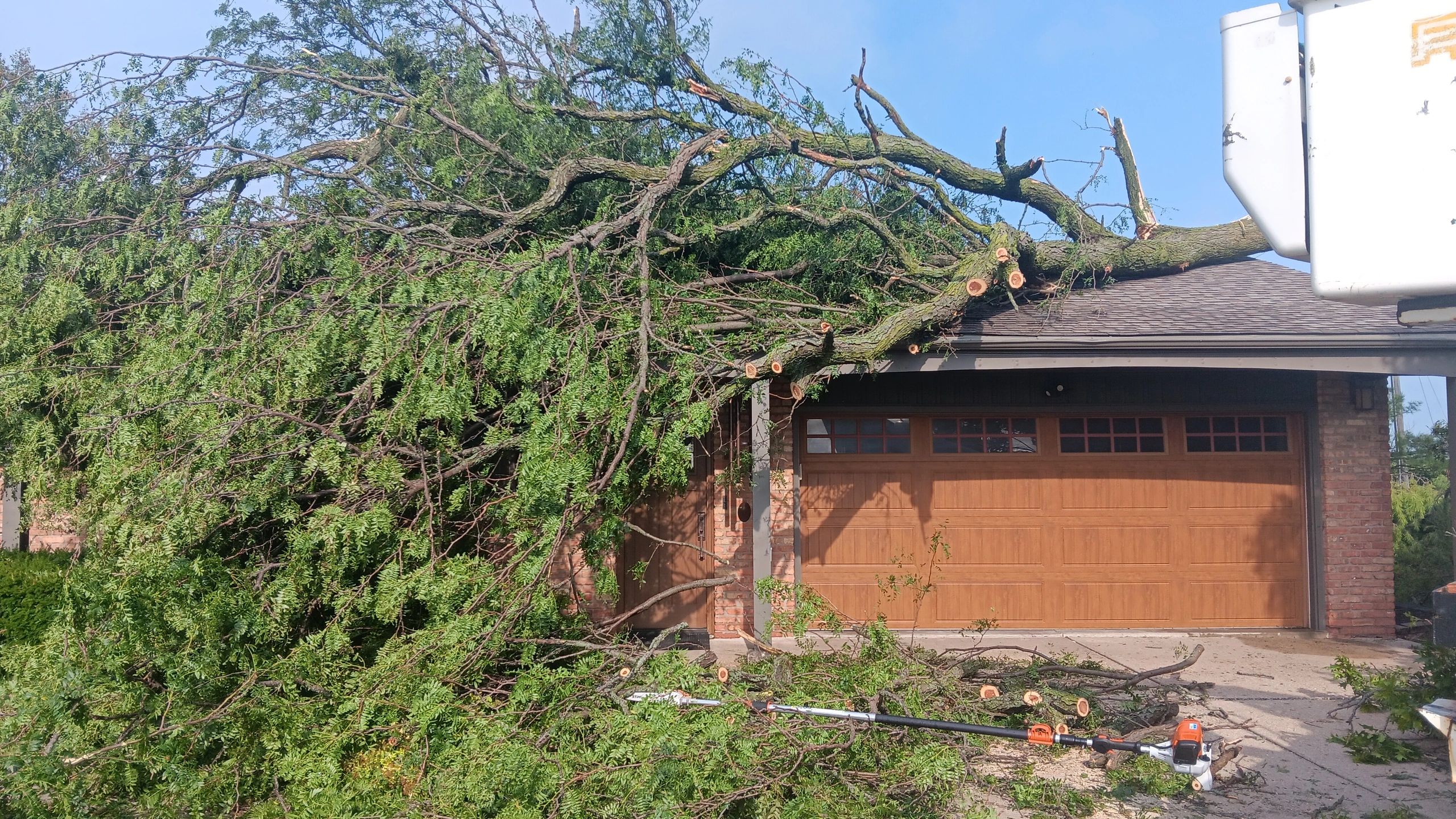 Expert Tree Service for Your Property