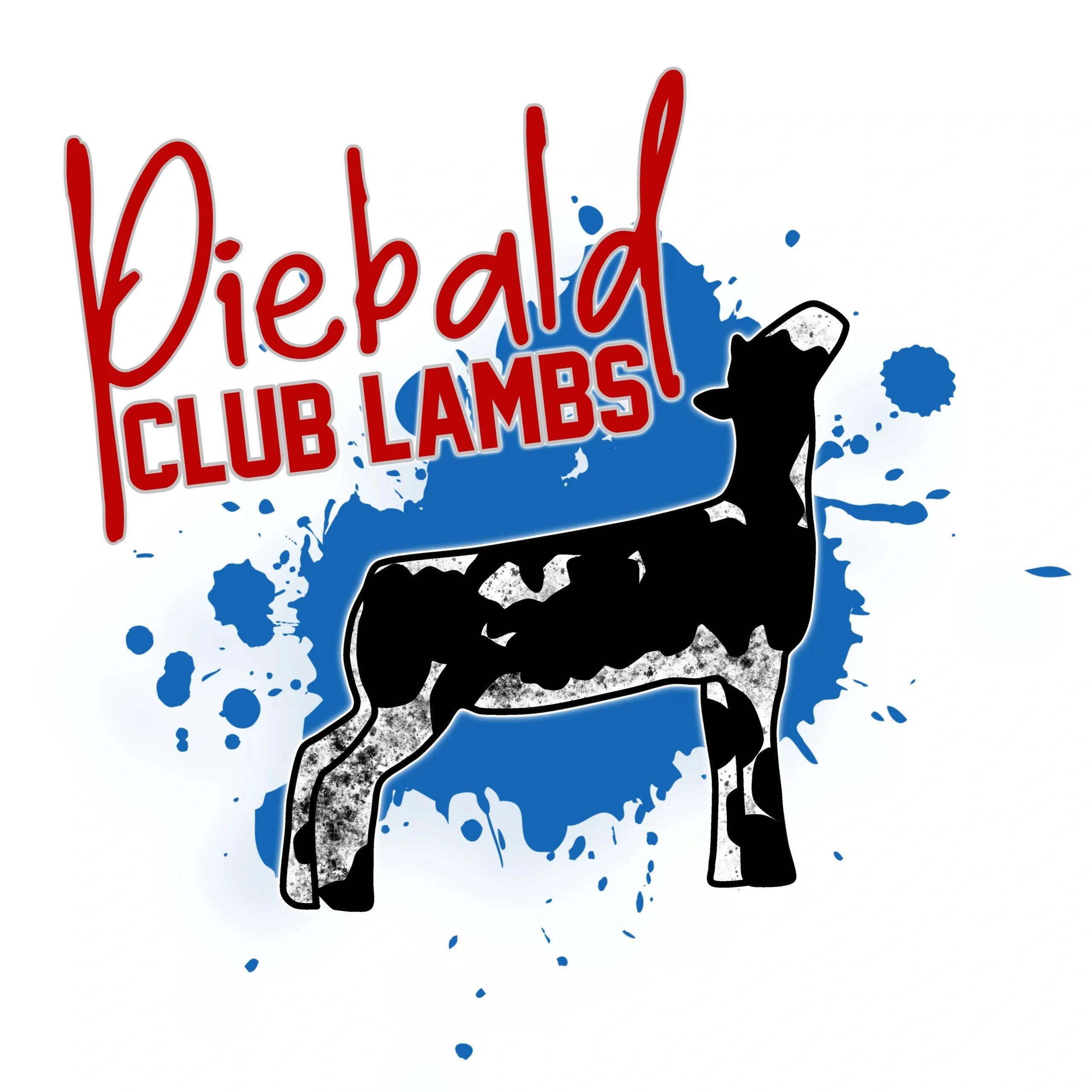Piebald Club Lambs